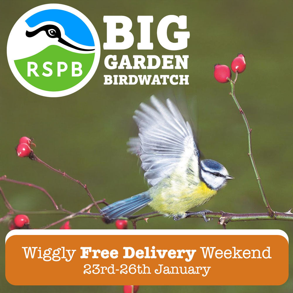 Get Involved in the RSPB Big Garden Birdwatch – and Support Your Garde ...