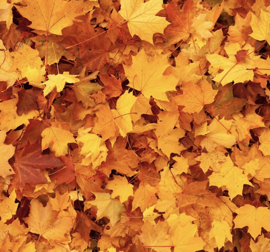 Your Garden In Autumn – Wiggly Wigglers