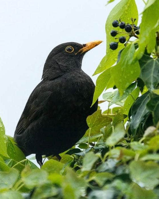 Beginner's Guide to Feeding Garden Birds – Wiggly Wigglers