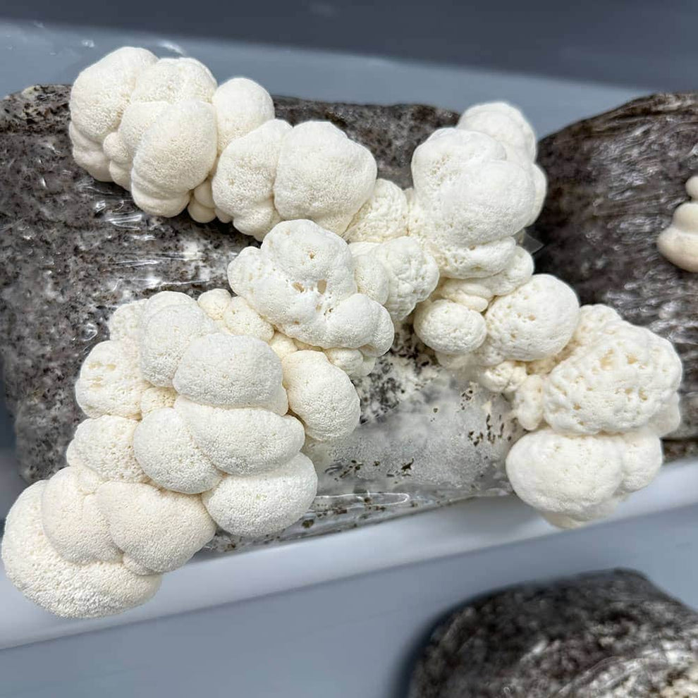 Wiggly Wigglers Lion’s Mane Mushroom Grow Kit - Shipping after 27th Ap