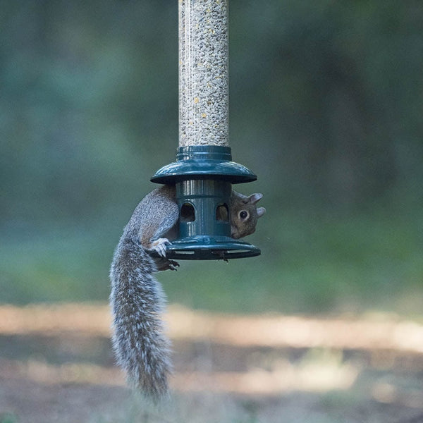 Squirrel Buster® Evolution Bird Feeder – Wiggly Wigglers